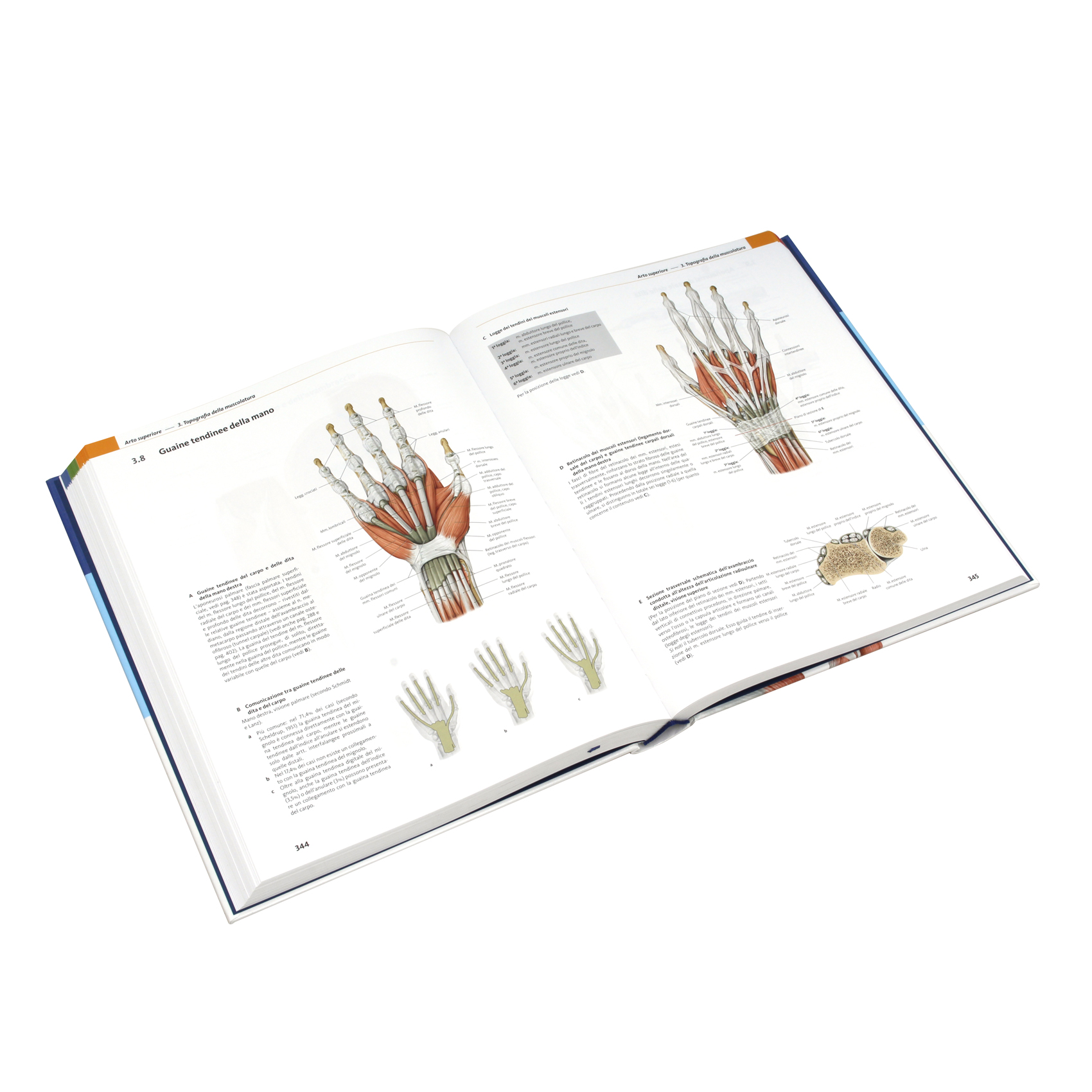 Human Anatomy box